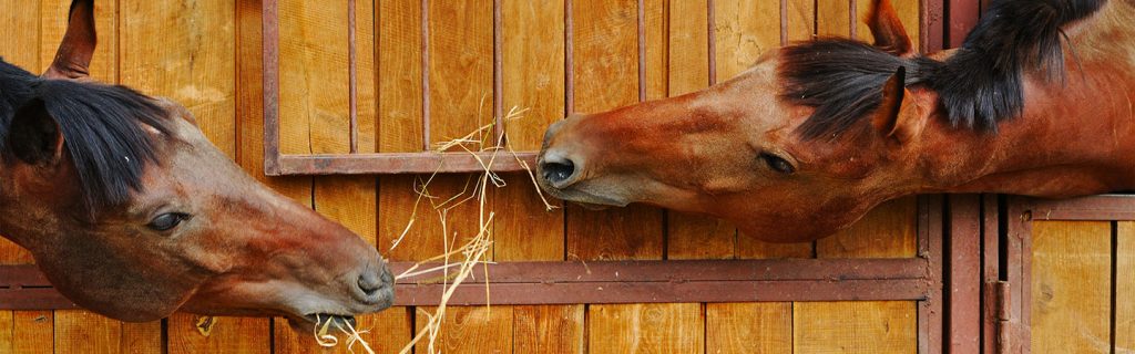 Contact Us | Dengie Horse Feeds