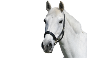 Alfa-Beet | Dengie Horse Feeds