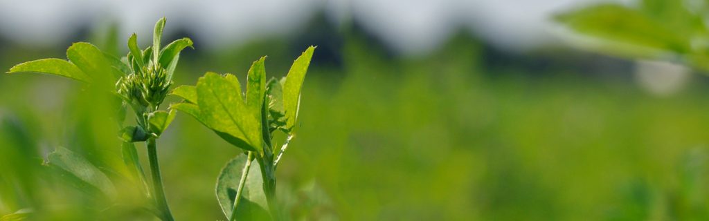 What Is Alfalfa? The Benefits of Feeding Alfalfa To Your Horse