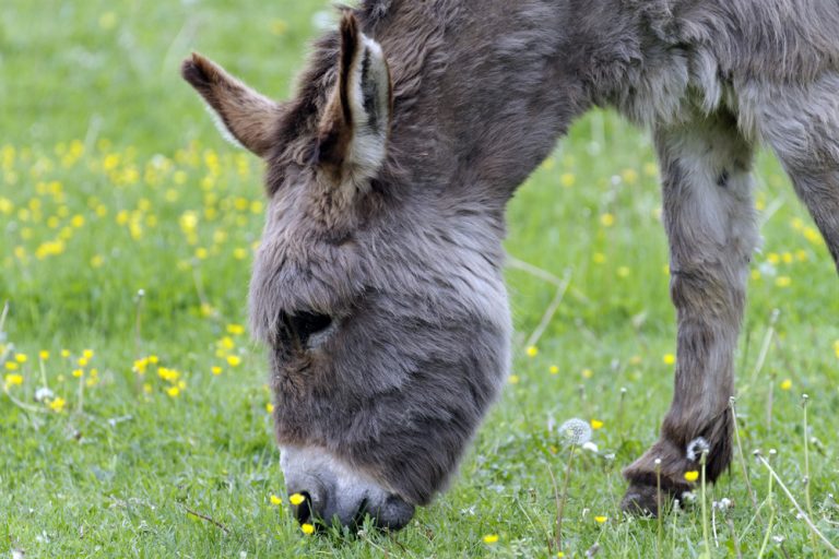 How to Feed A Donkey to Keep Them Healthy | Dengie Horse Feeds