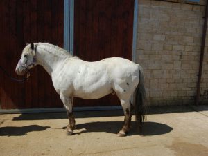 Equine Metabolic Syndrome | Dengie Horse Feeds