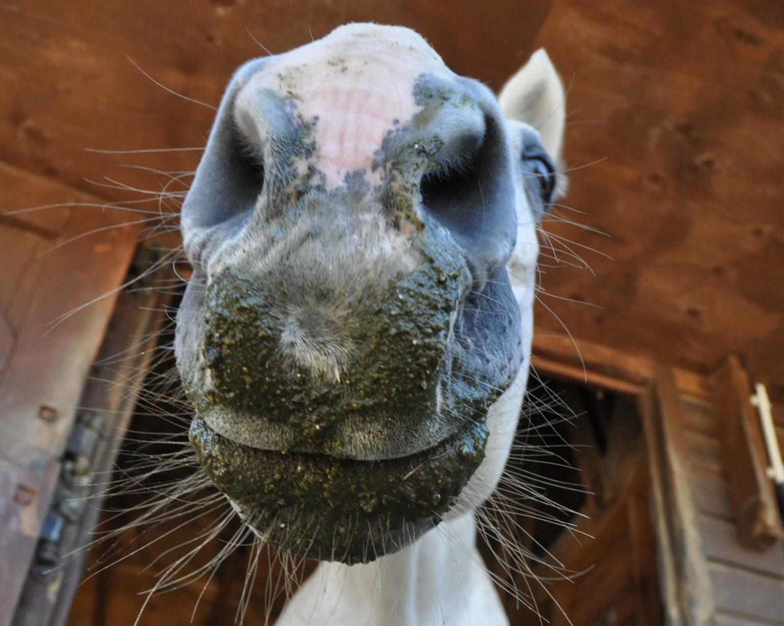 All About Mashes, Bran Mash & High Fibre Mash For Horse