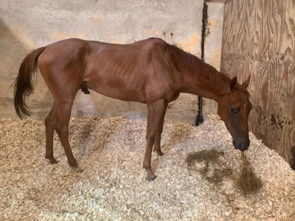 Racehorse in poor condition | Dengie Horse Feeds