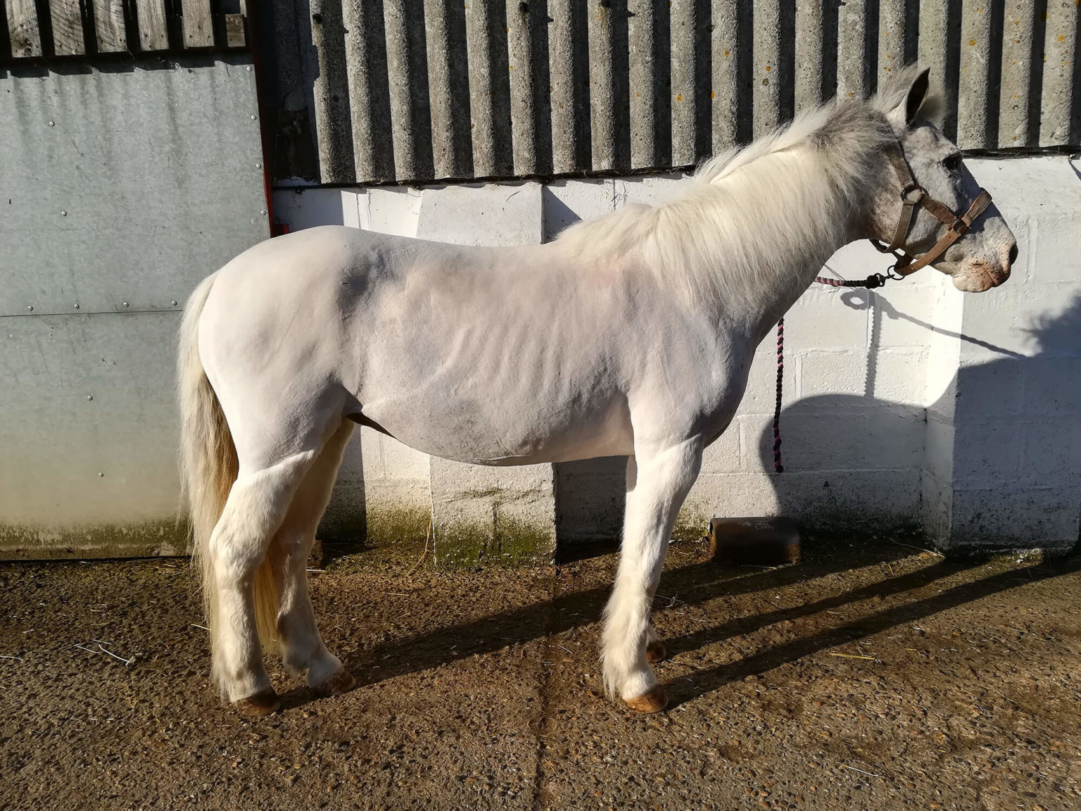 31-year-old pony with numerous health conditions that affect her diet ...