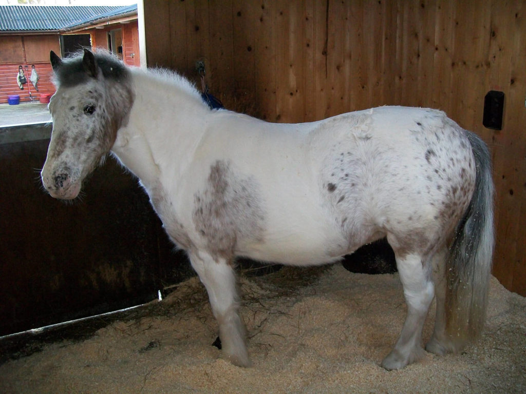 31-year-old pony with numerous health conditions that affect her diet ...