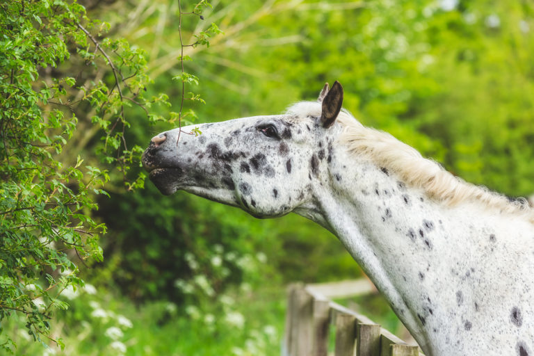 Alfa-Beet | Dengie Horse Feeds