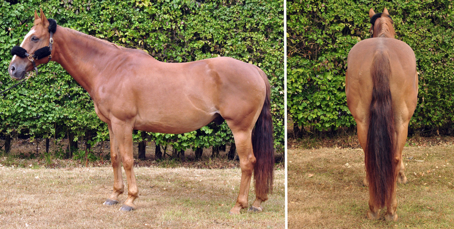 Ryland losses 100kg in weight after being diagnosed with laminitis ...