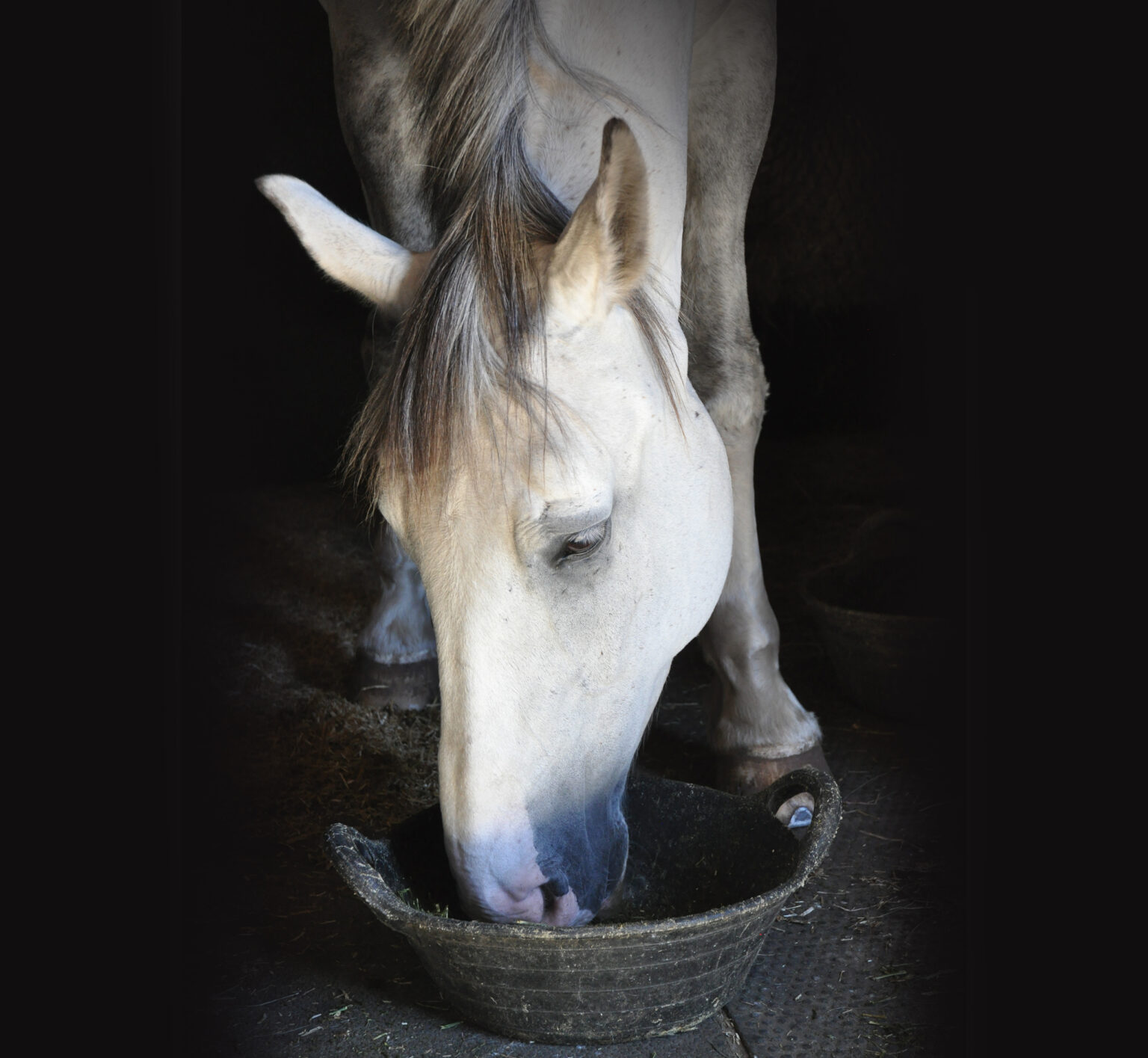 Alfa-Beet | Dengie Horse Feeds
