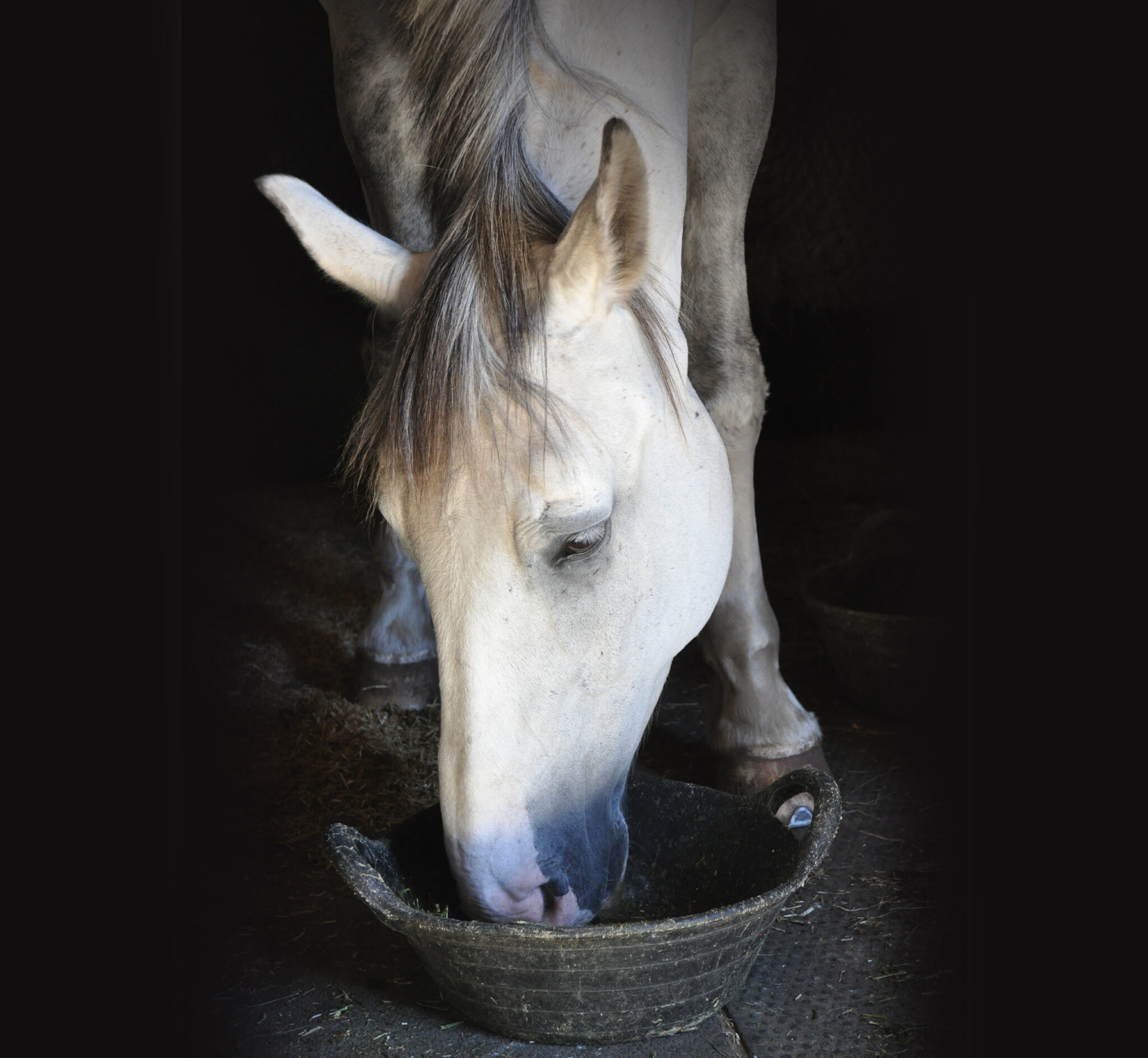 Alfa-Beet | Dengie Horse Feeds