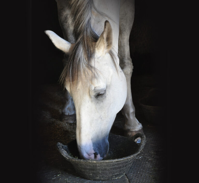 Alfa-Beet | Dengie Horse Feeds