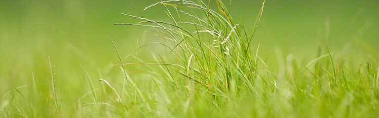 Equine Grass Sickness In Horses | Signs & Causes of EGS | Dengie Horse ...