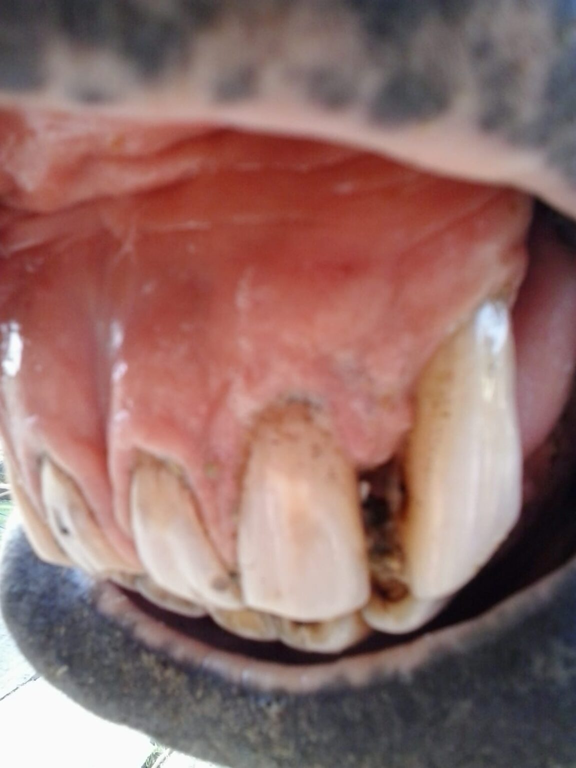 Feeding a Horse with Equine Odontoclastic Tooth Resorption and ...