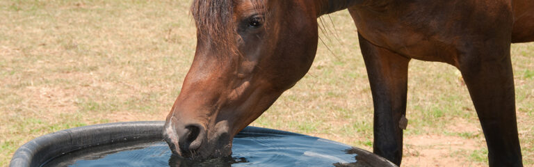 Dehydration in Horses | Dengie Horse Feeds