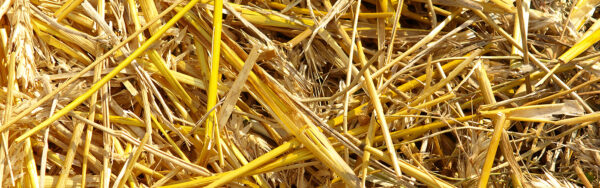 Feeding Straw to Horses | Dengie Horse Feeds