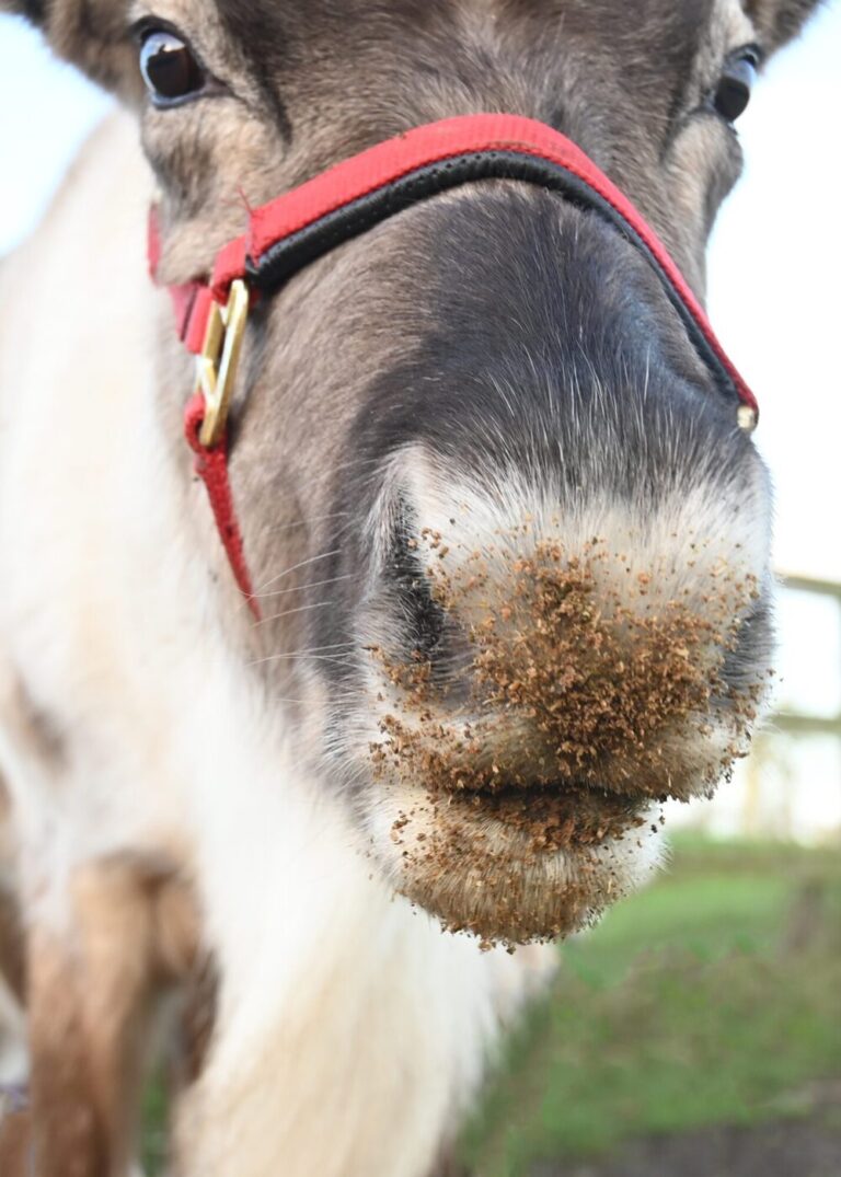 Alfa-Beet Fuels Reindeer this Christmas! | Dengie Horse Feeds