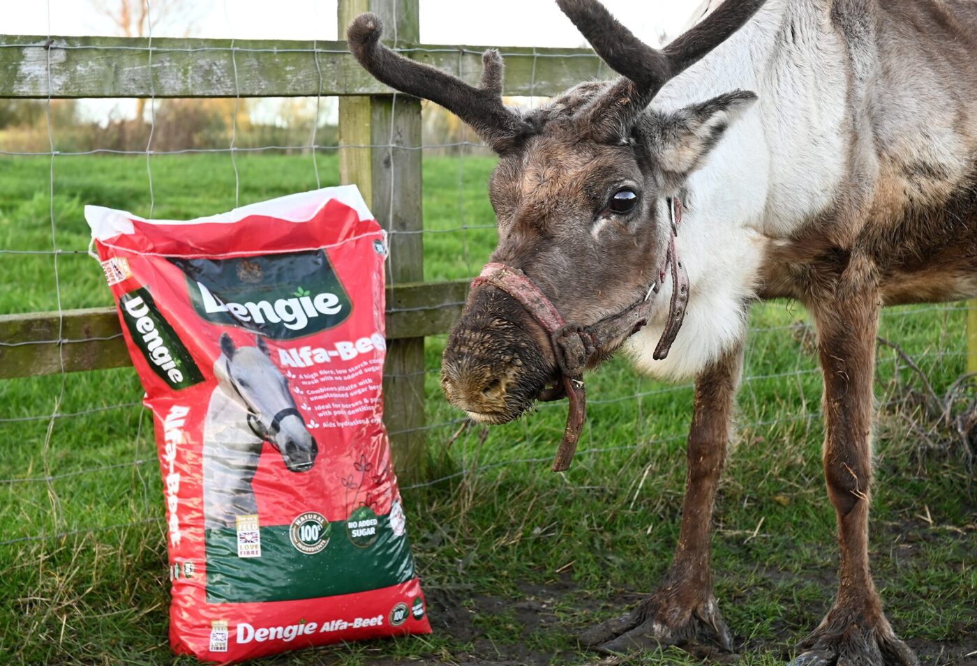 Alfa-Beet Fuels Reindeer this Christmas! | Dengie Horse Feeds