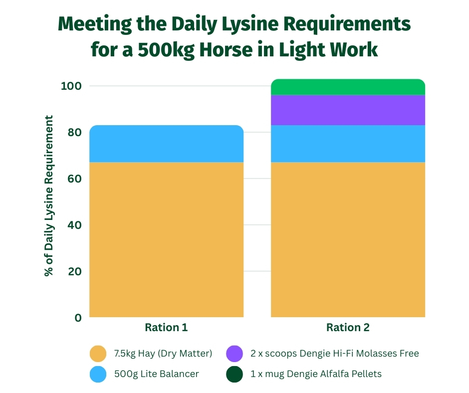 Feeding Horses to Promote Muscle | Dengie Horse Feeds